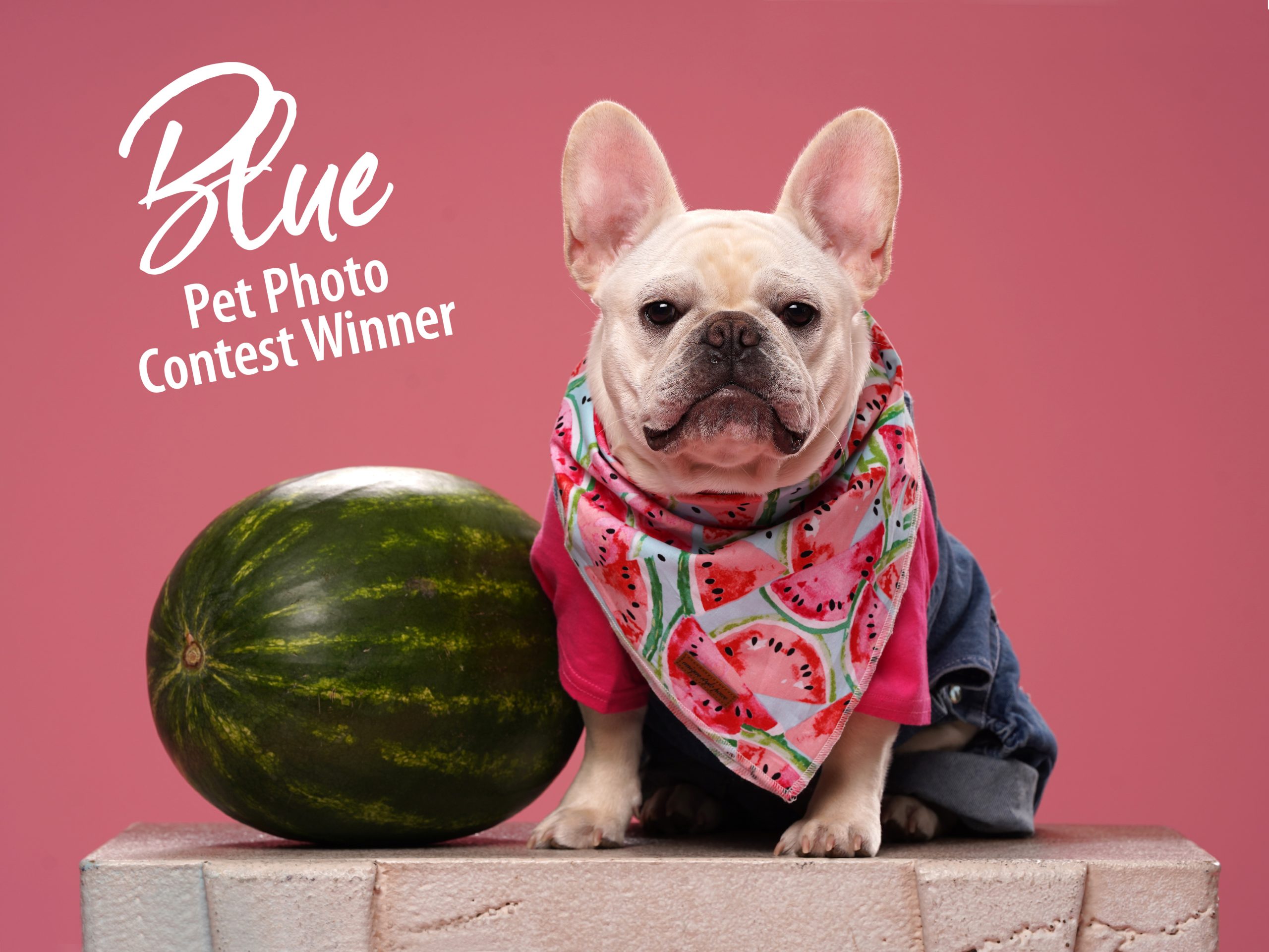 8-petCalendar-august - Charleen's Portrait Studio