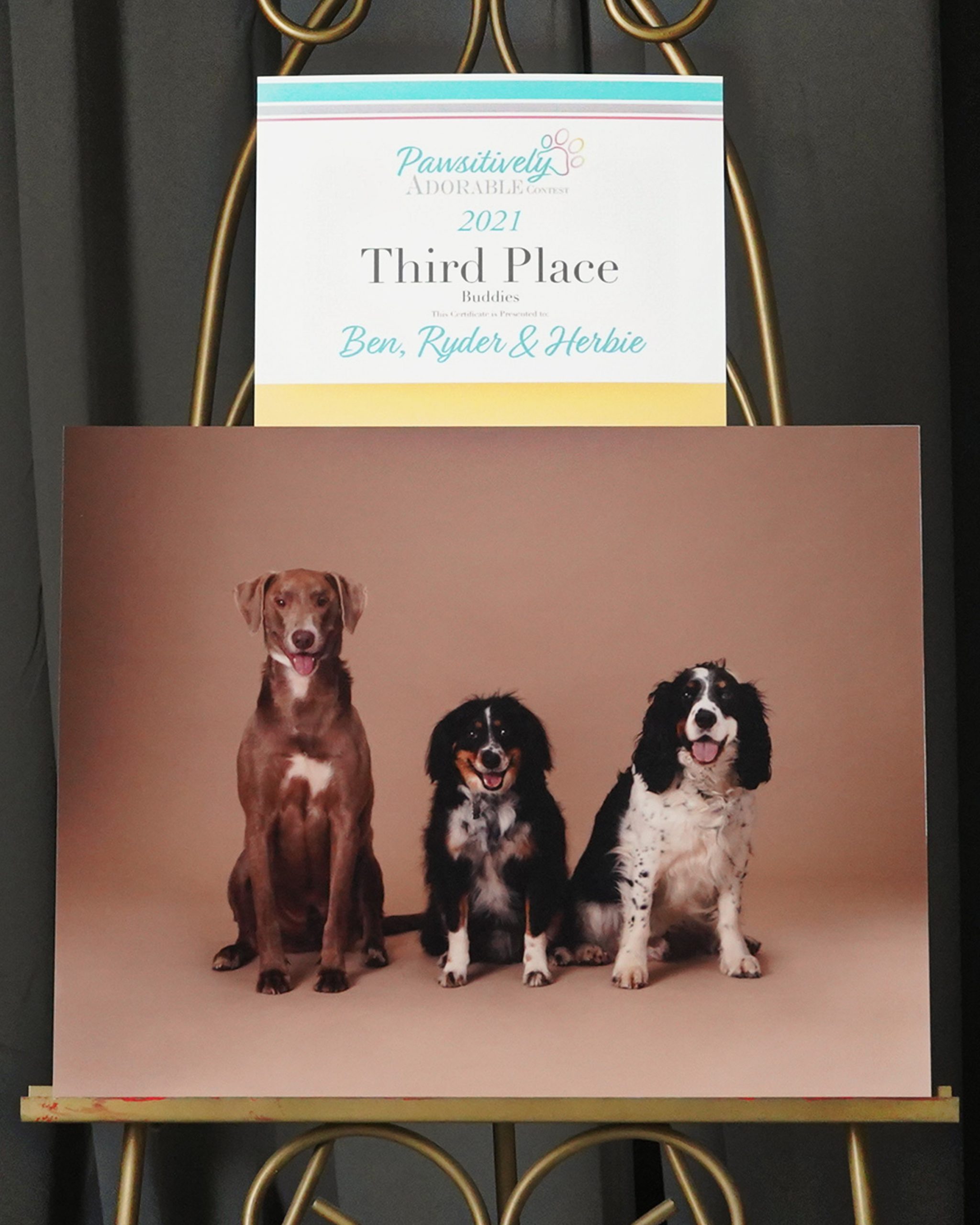 Pet Photo Contest - Spring Edition - Charleen's Portrait Studio