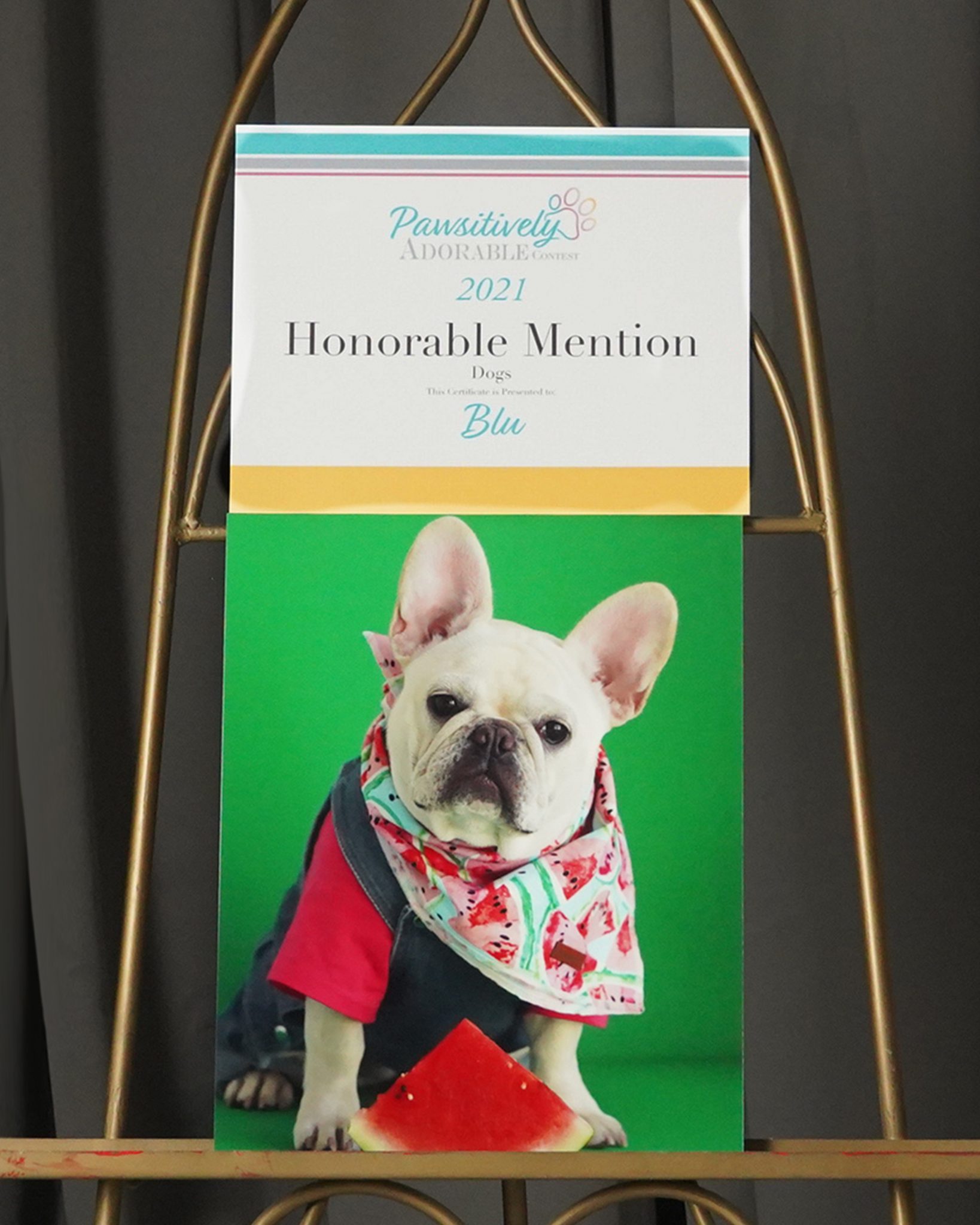 Pet Photo Contest - Spring Edition - Charleen's Portrait Studio