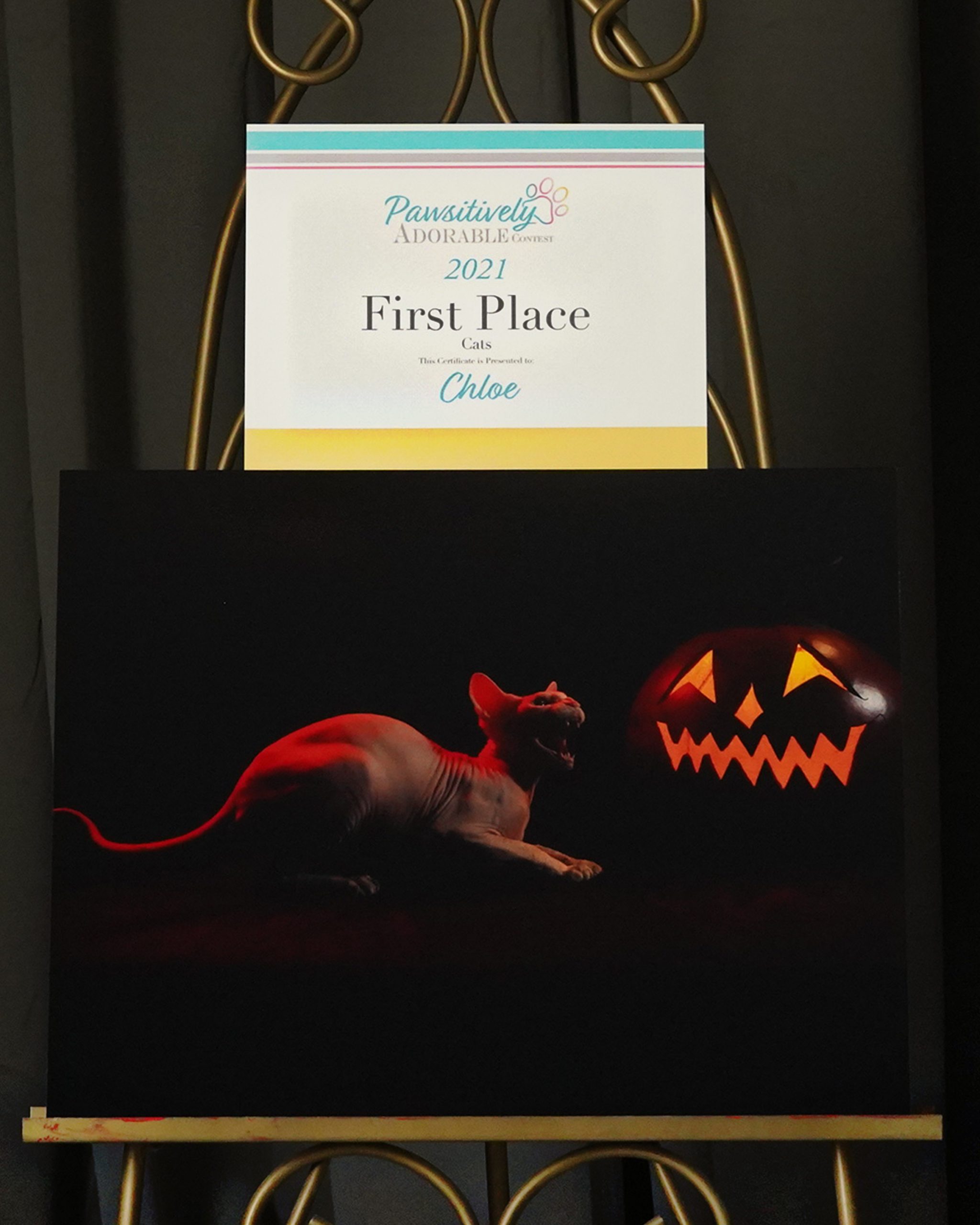 Pet Photo Contest - Spring Edition - Charleen's Portrait Studio