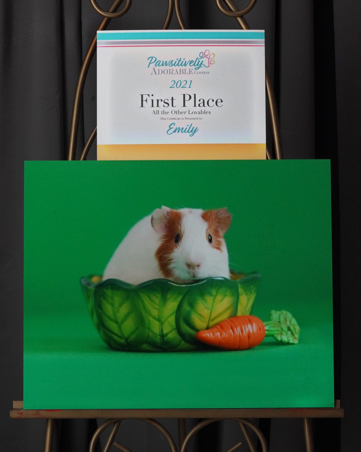 Pet Photo Contest - Spring Edition - Charleen's Portrait Studio