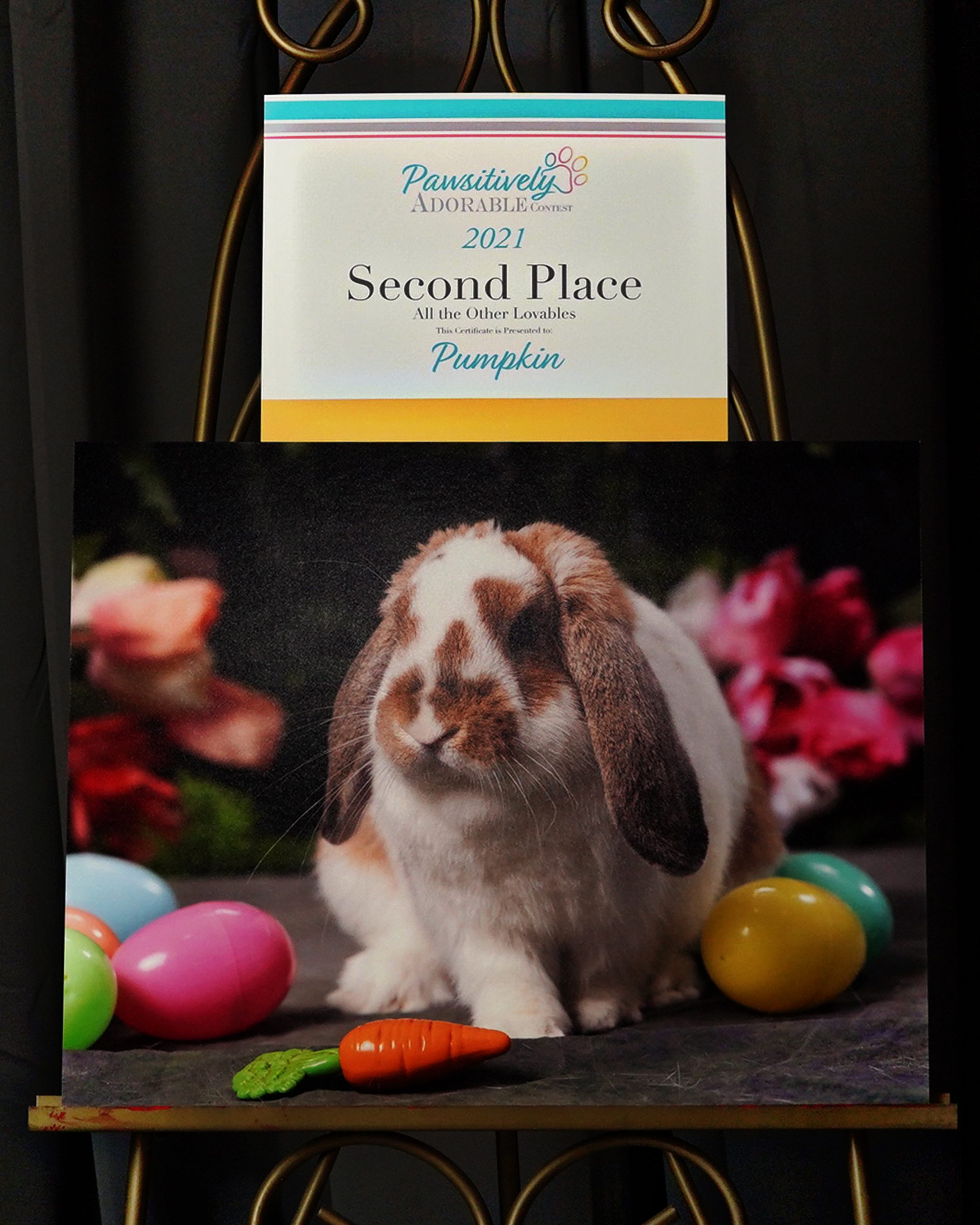 Pet Photo Contest - Spring Edition - Charleen's Portrait Studio